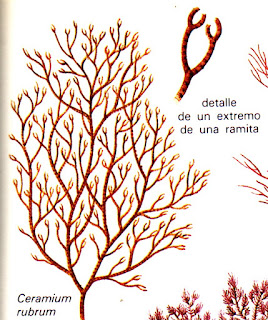 A la palestra : Ceramium rubrum