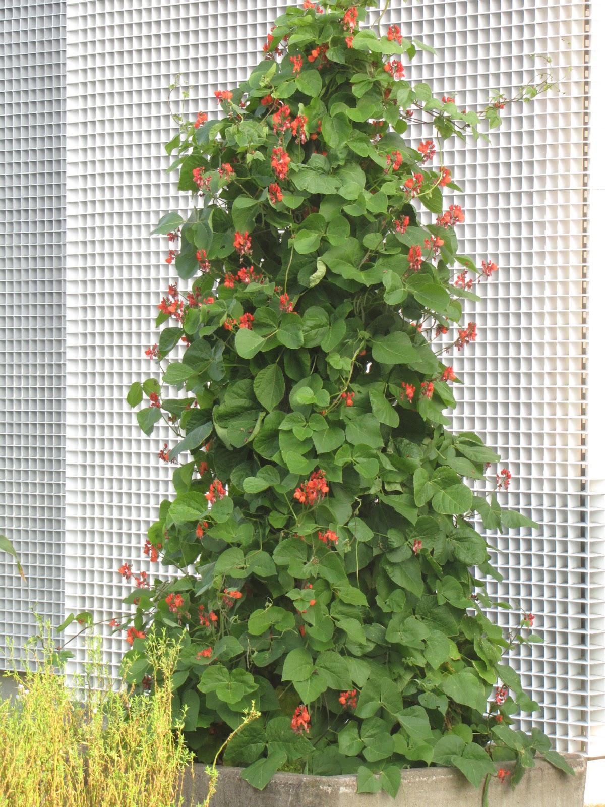 Kasvimaa kaupungissa: Kaupunkiviljelyä