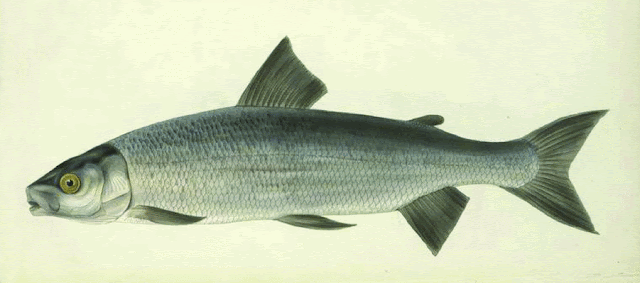 Le DADA de l'Enfant Terrible: DADA fish: Poisson d'avril 2016