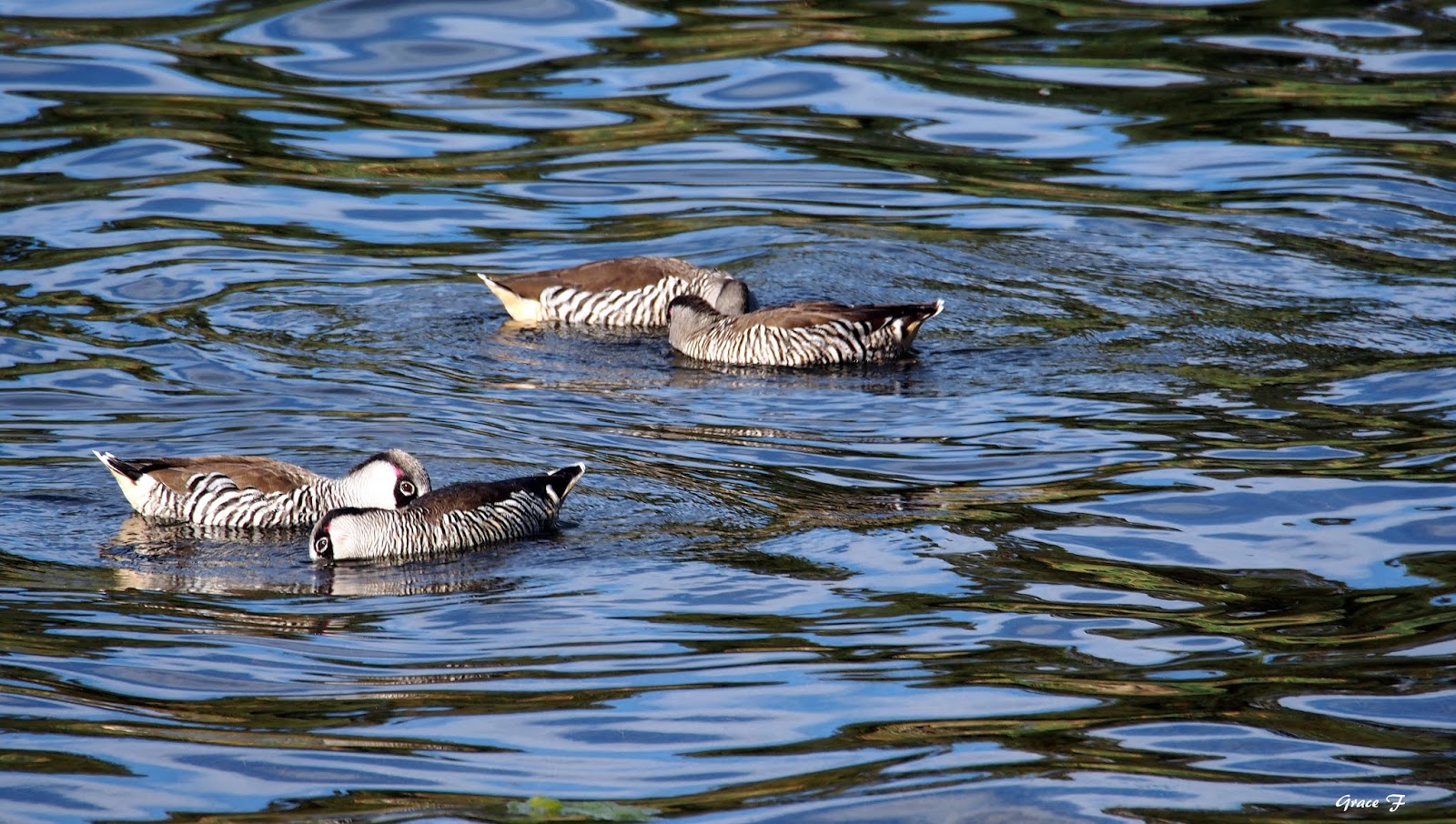 Perth Daily Photo : Pink-eared zebra duck..