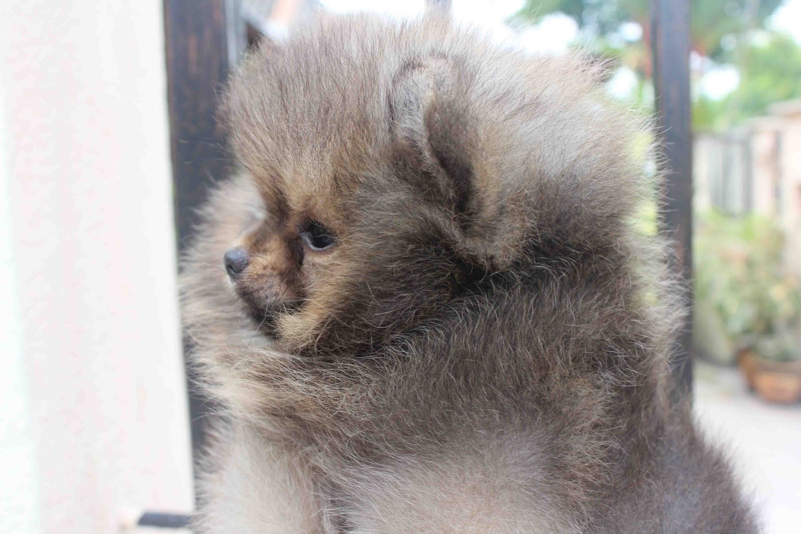 LovelyPuppy: Wolf/Sable Color Pomeranian Puppy