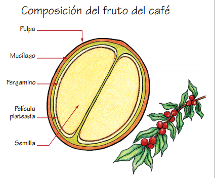 COMPOSICIÓN DEL FRUTO DEL CAFÉ - | Coffee Media ️