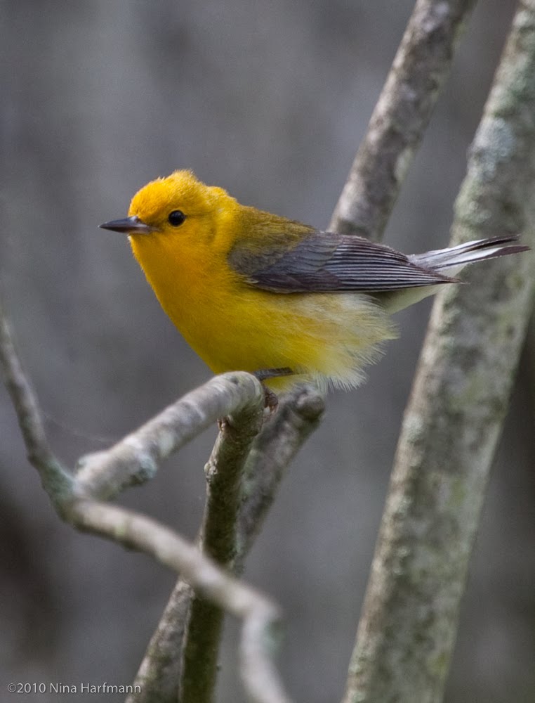 Nature remains.: The Birding Curve