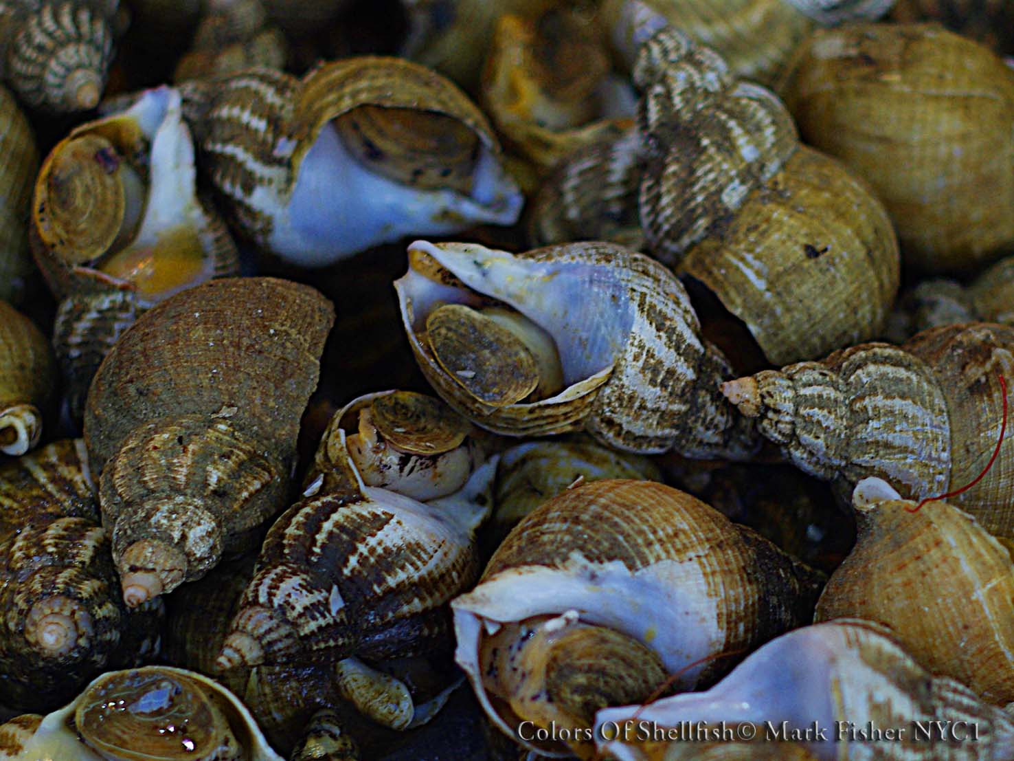 PHOTOGRAPHER MARK FISHER IMAGES: Colors Of Shellfish • American ...