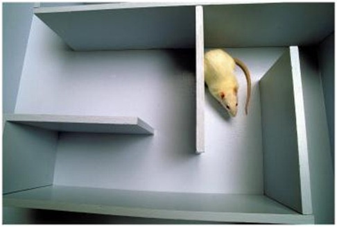 Blog Educativo: Biografía y Aporte de Edward Tolman