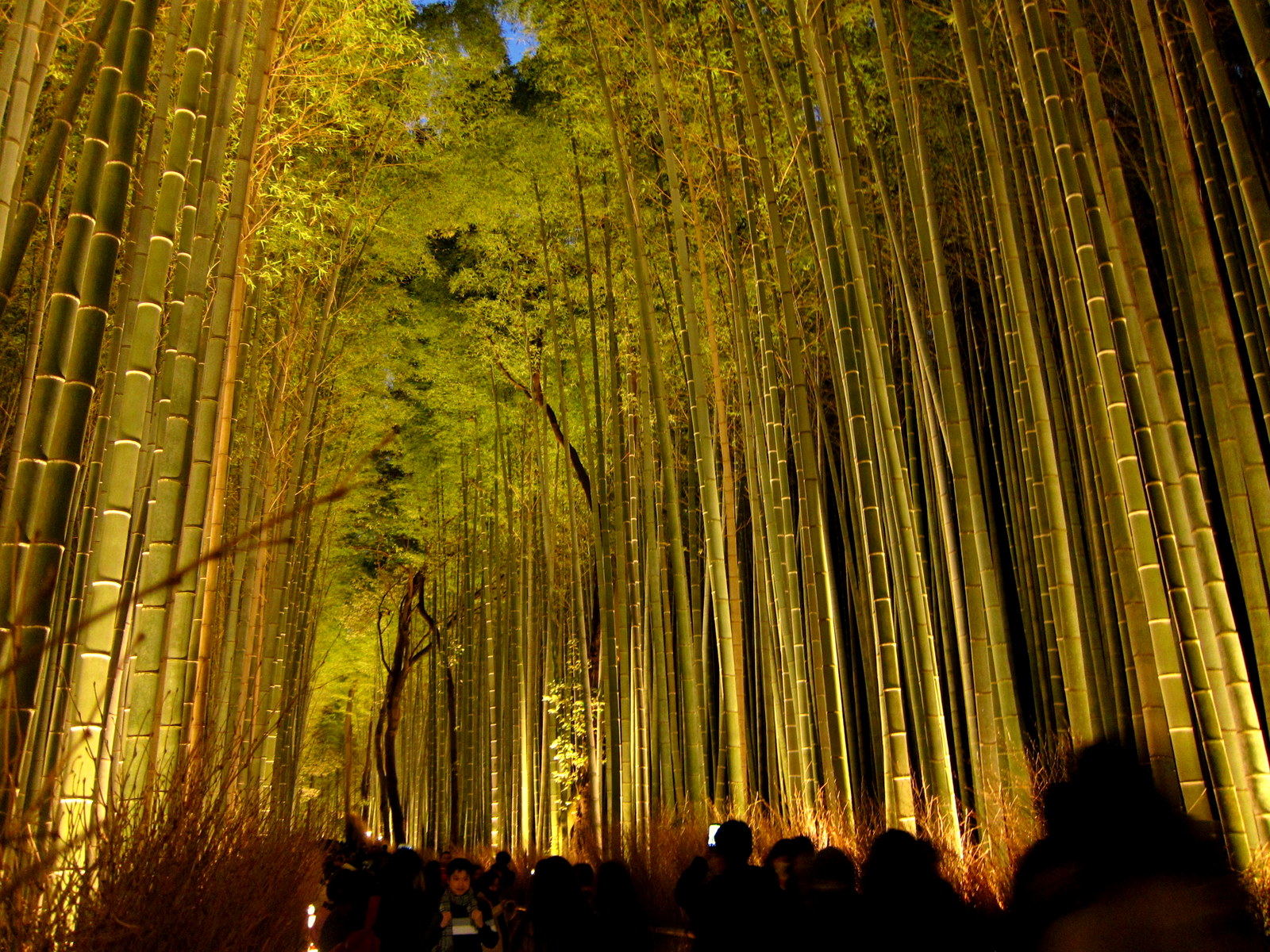 Travelholic: Arashiyama : The “NEW” Old (Bamboo Groove Illumination ...