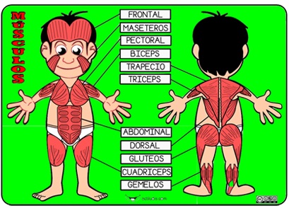CIENCIAS NATURALES GRADO SEGUNDO: SISTEMA MUSCULAR