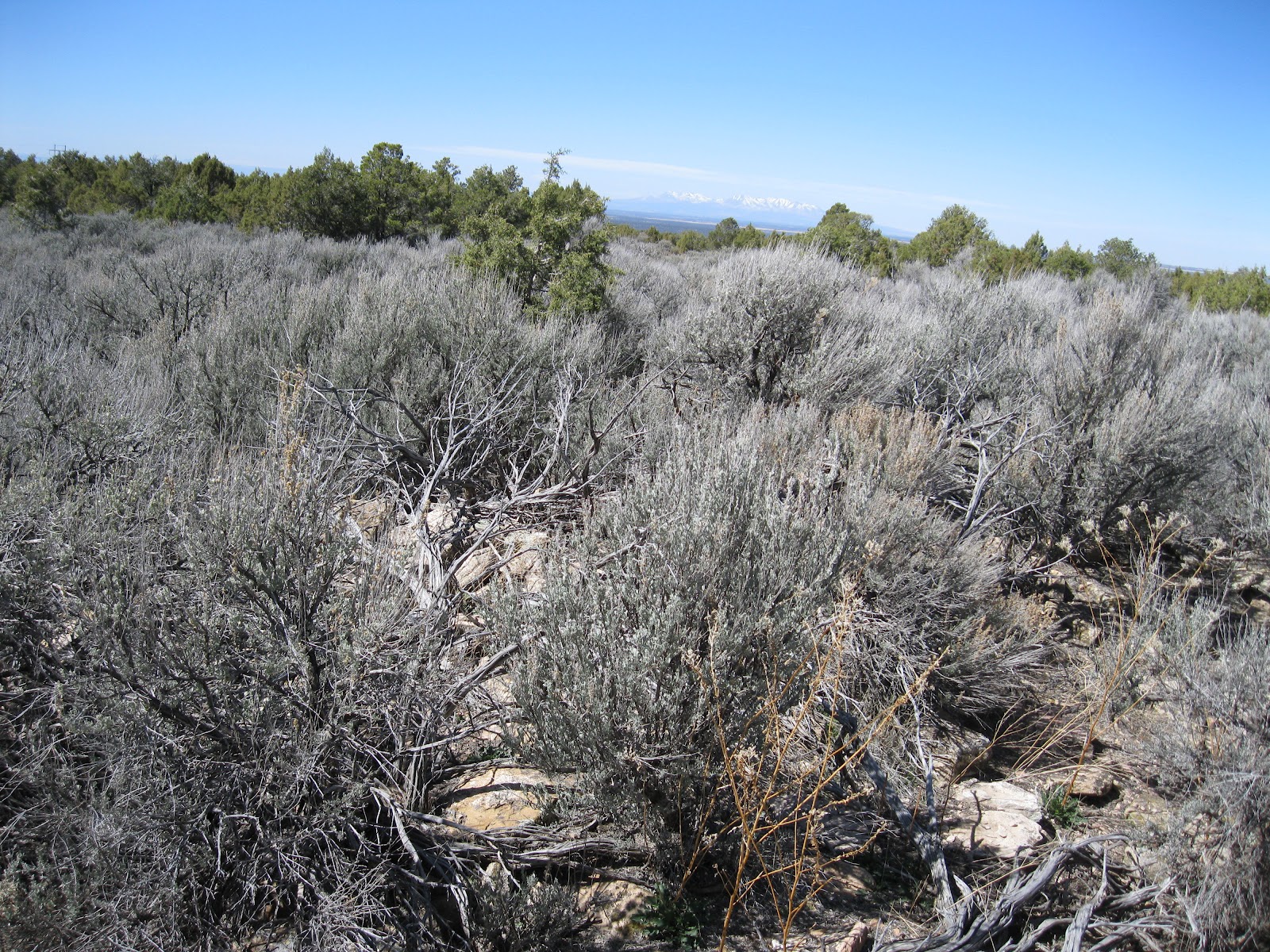 Four Corners Hikes-Canyons of the Ancients: Burro Canyon Southeast