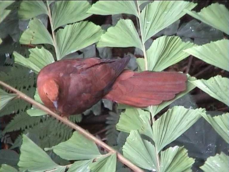 Pemikat Tekukur : Spesis Tekukur