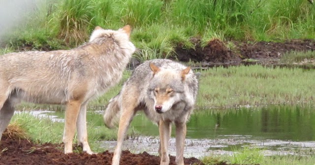 Panic in Oslo: What about wolves in Norway?