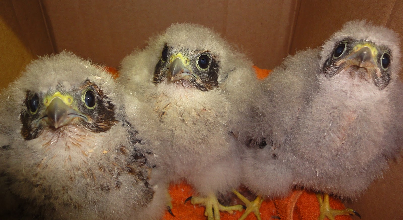 Taking Flight: Fuzzy Merlins, A "Goalie" Great-Horned Owl, Virginia ...