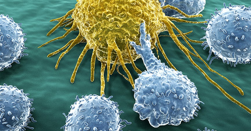 ลิมโฟไซต์ ( Lymphocytes )