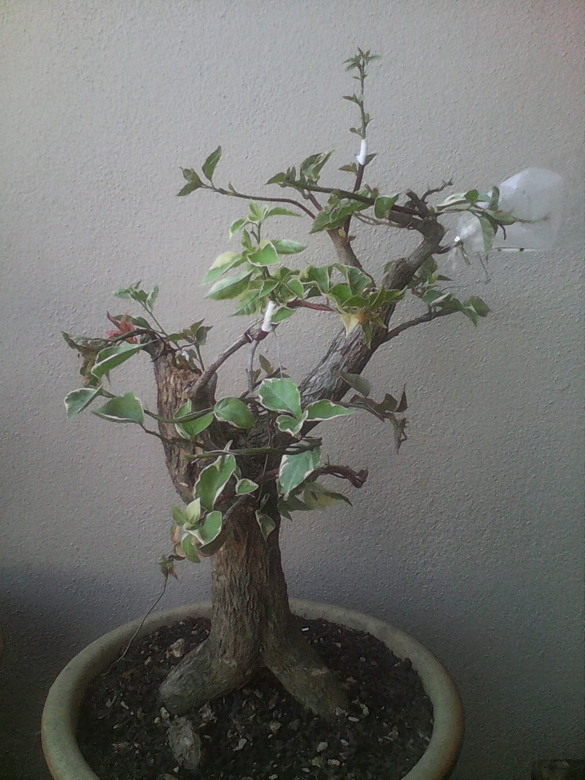 AlmansuQie's Bonsai: Projek Bunga Kertas II