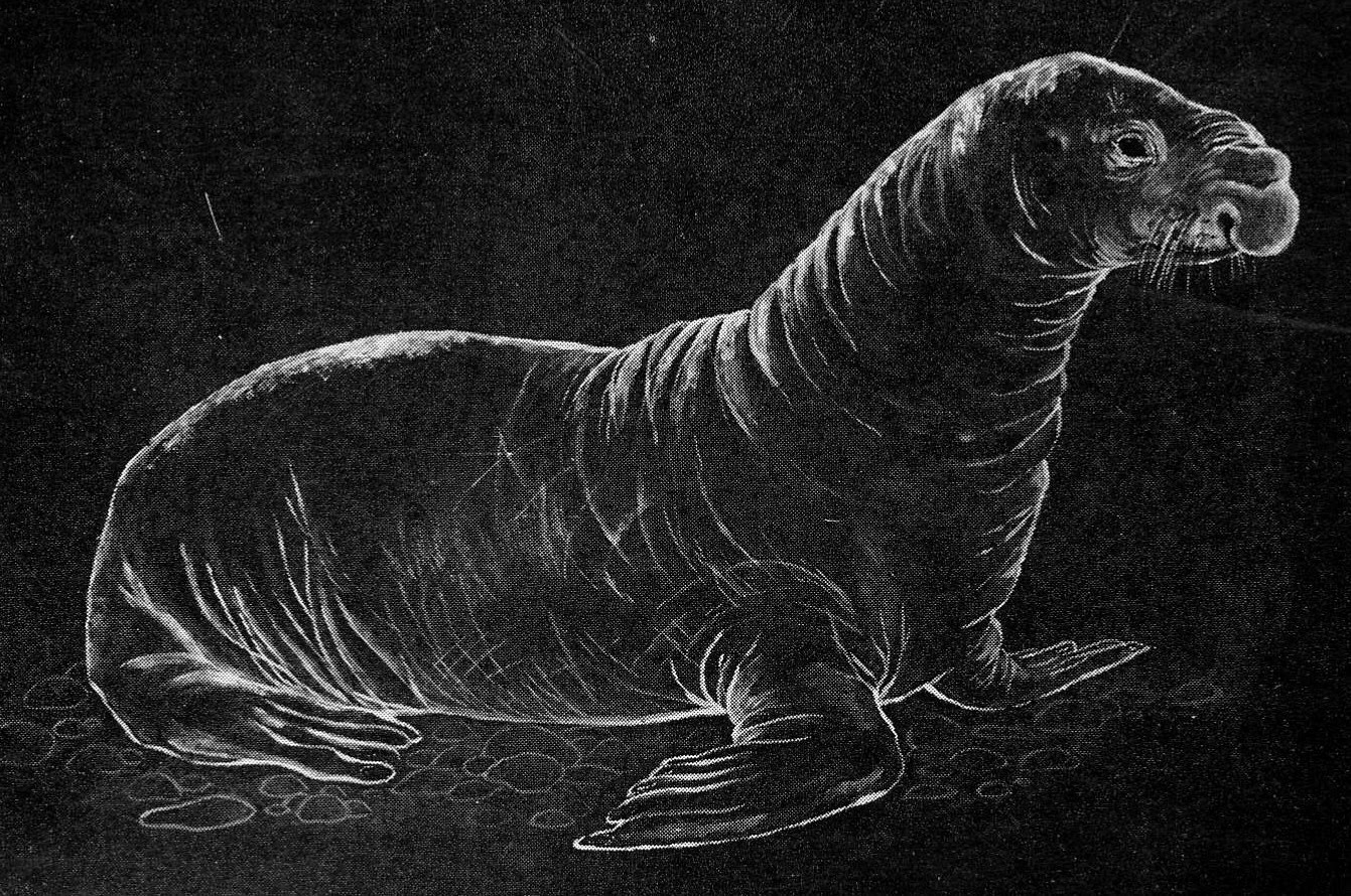 The Coastal Paleontologist: The best known fossil pinniped, part 1: a ...