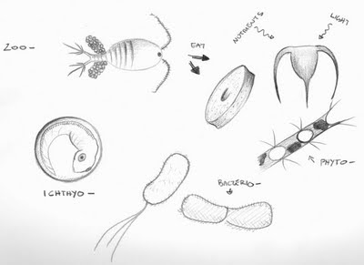 Pride and...Plankton!: Introduction to Plankton