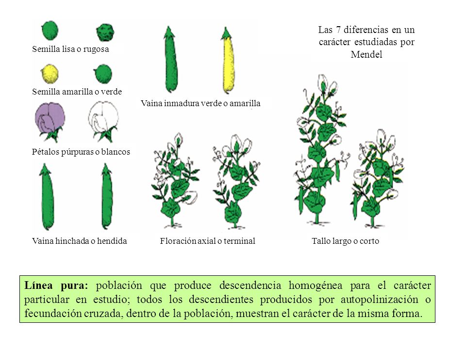 LIZETHPAOLACASTILLO83