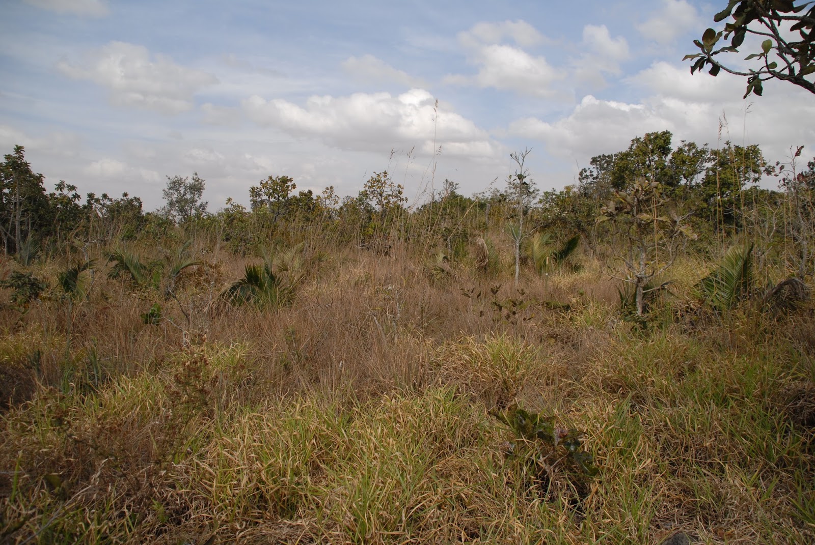 Dicas de Biólogo : Fotos de Fisionomias (Imagens)