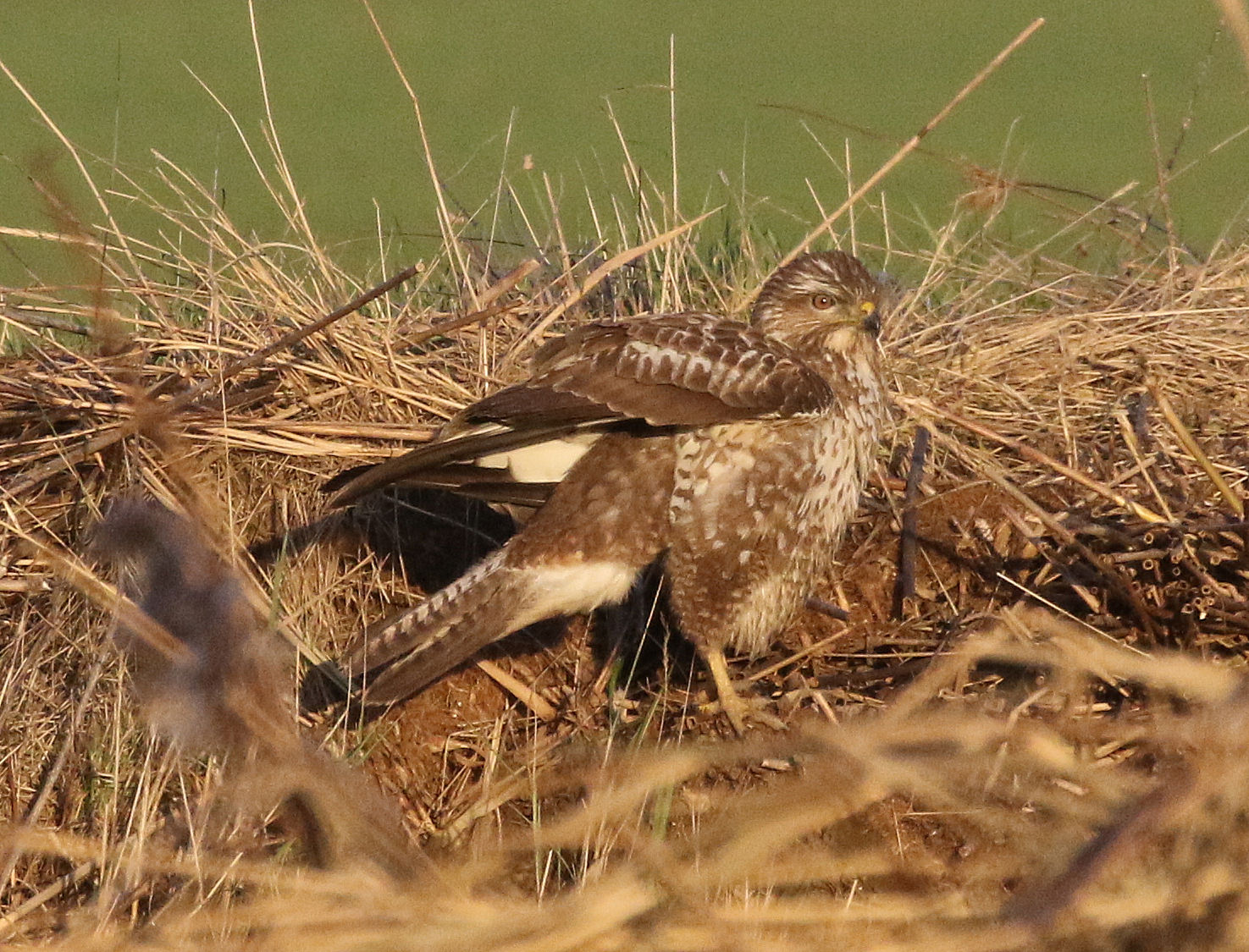 Birding with Flowers: A Load of Old Buzzards