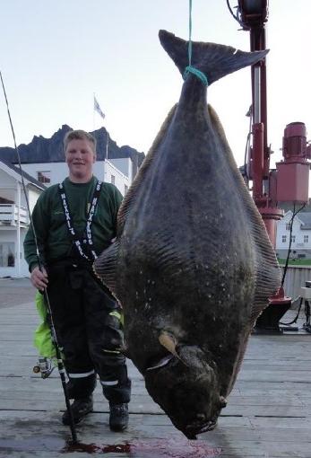 Big Fishes of the World: HALIBUT ATLANTIC page 2