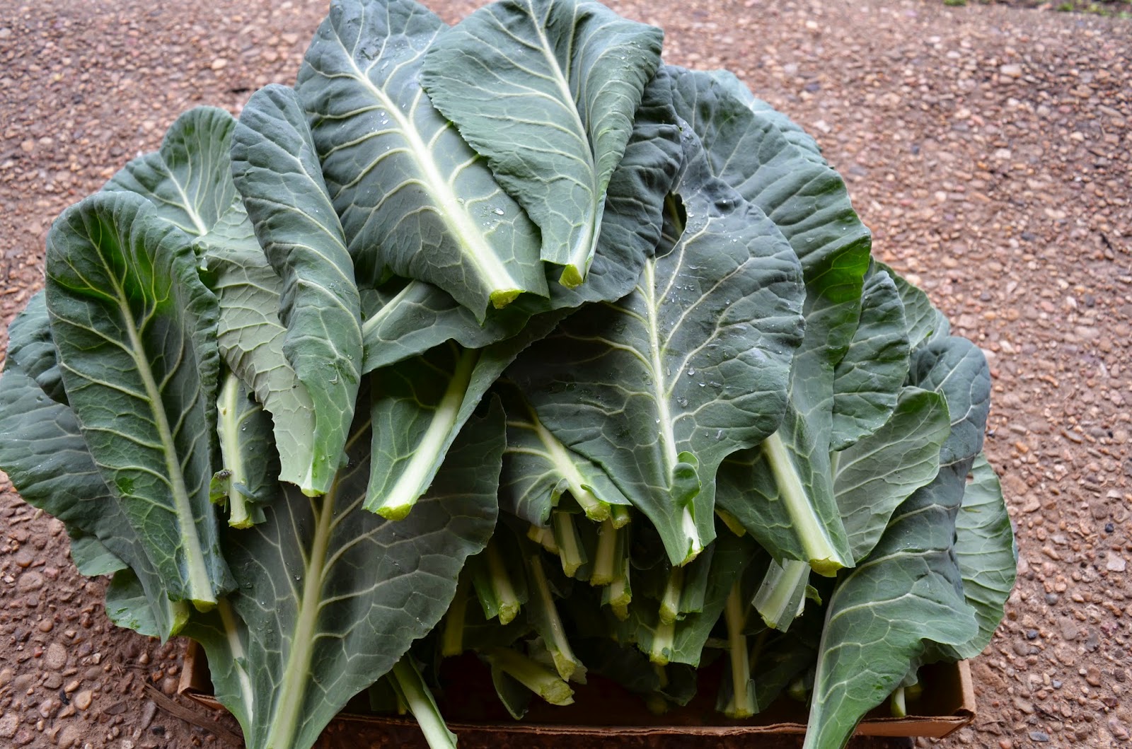 Rebecca's Texas Garden: Collard and Kale Preservation