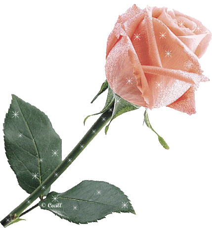 ® Gifs y Fondos Paz enla Tormenta ®: GIFS DE ROSAS VARIADAS