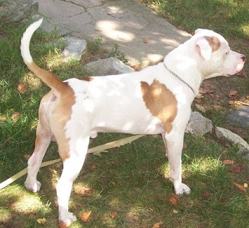 Medium-Sized Dog Breeds: American Staffordshire Terrier - Very Strong