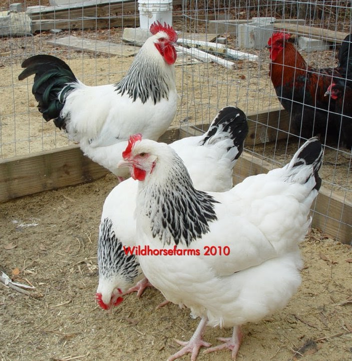 Freckled Citizen: Chicken Watch!