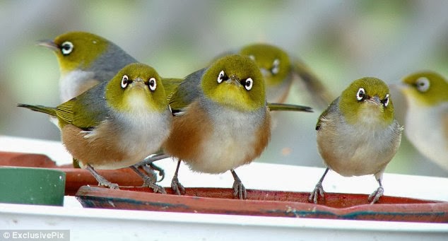The really Angry Birds: Cross-eyed creatures look like they've just ...