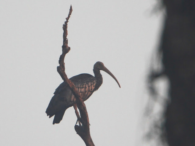 Sydøstasien: Cambodia