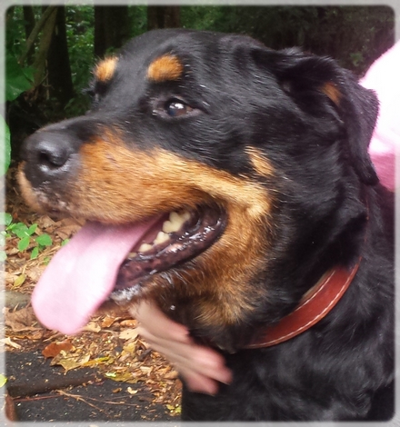 Animais para Adoção - SP: Conheça Pandora, uma linda rottweiler que ...