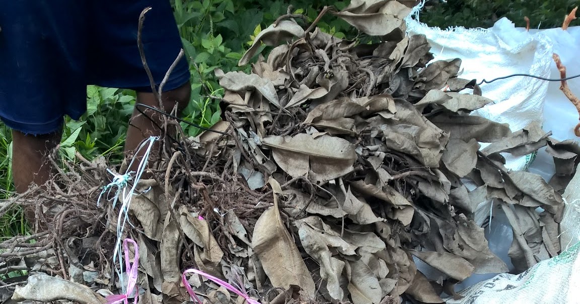 Kacip Fatimah - Daun & Akar