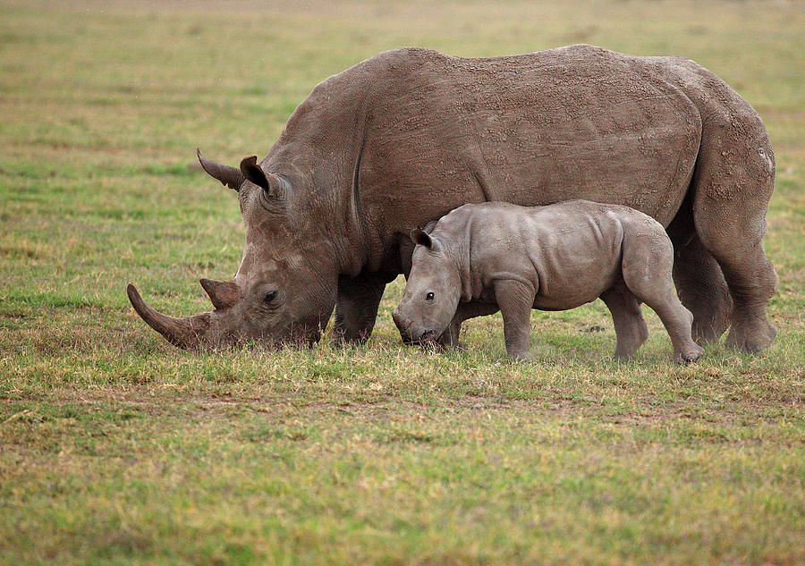 French Vocabulary Illustrated: brouter