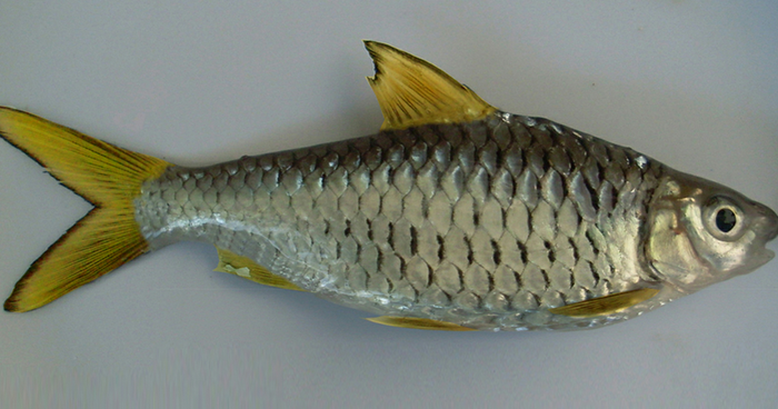 19 Umpan Mancing Ikan Wader Ampuh Ganas Banget | Umpan Mancing