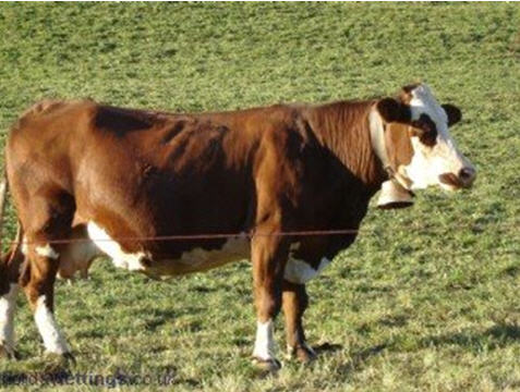 S T R A V A G A N Z A: HISTÓRIA DAS RAÇAS BOVINAS DE ORIGEM FRANCESA