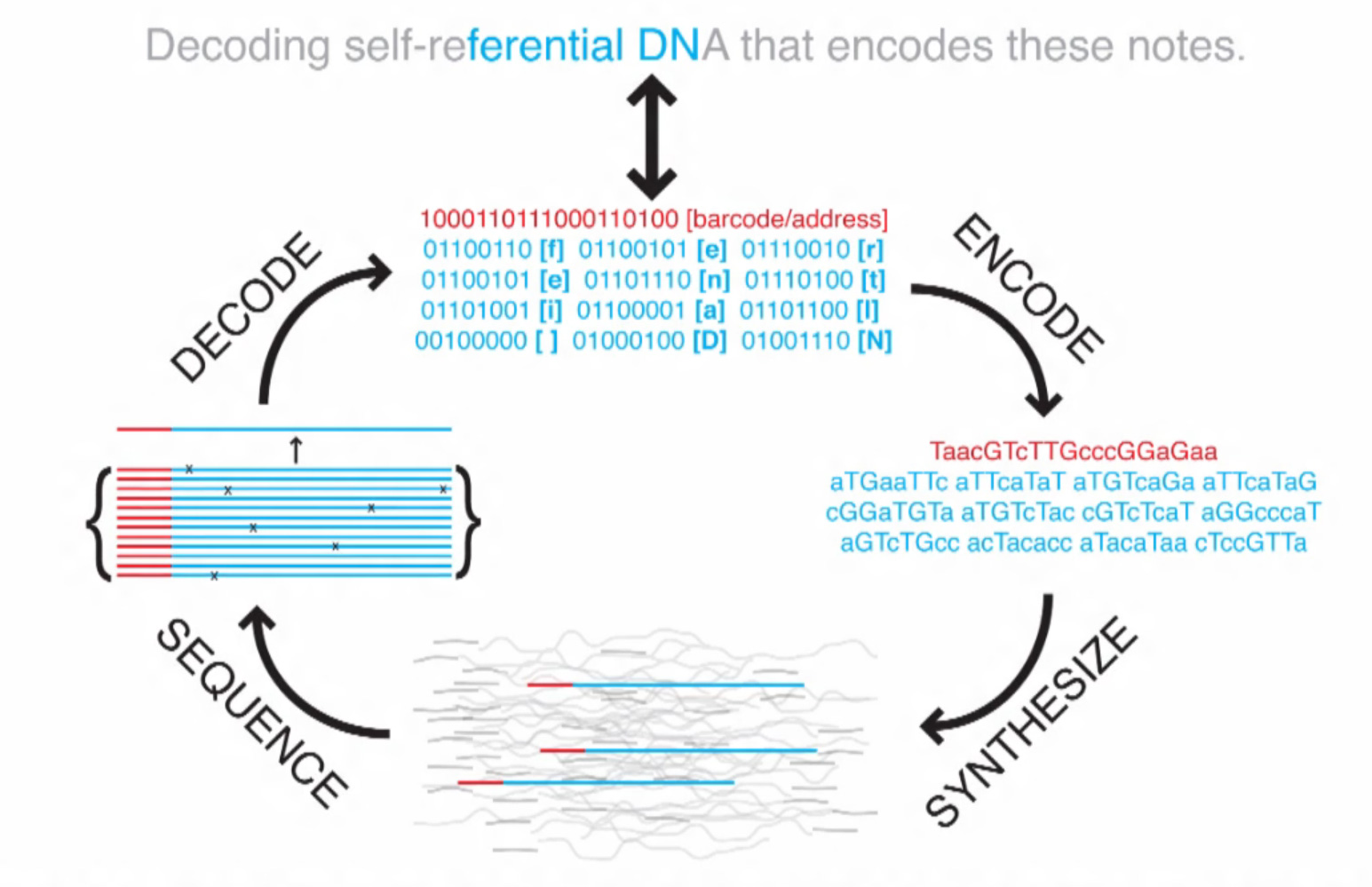 DNA as Digital Data Storage Device