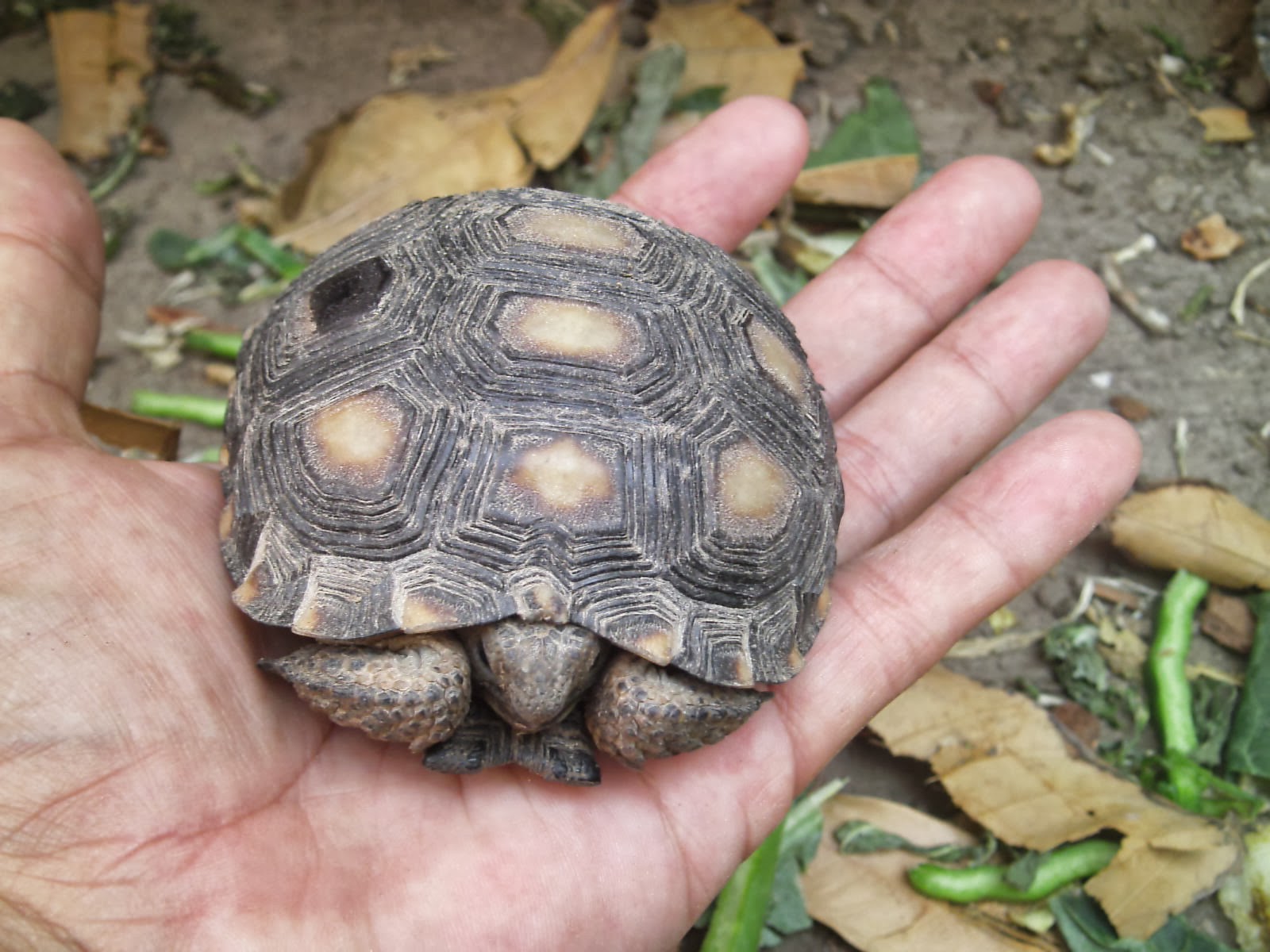 CRIADOR DE LA TORTUGA DE TIERRA,GOPEHRUS BERLANDIERI: VENTA DE TORTUGAS ...
