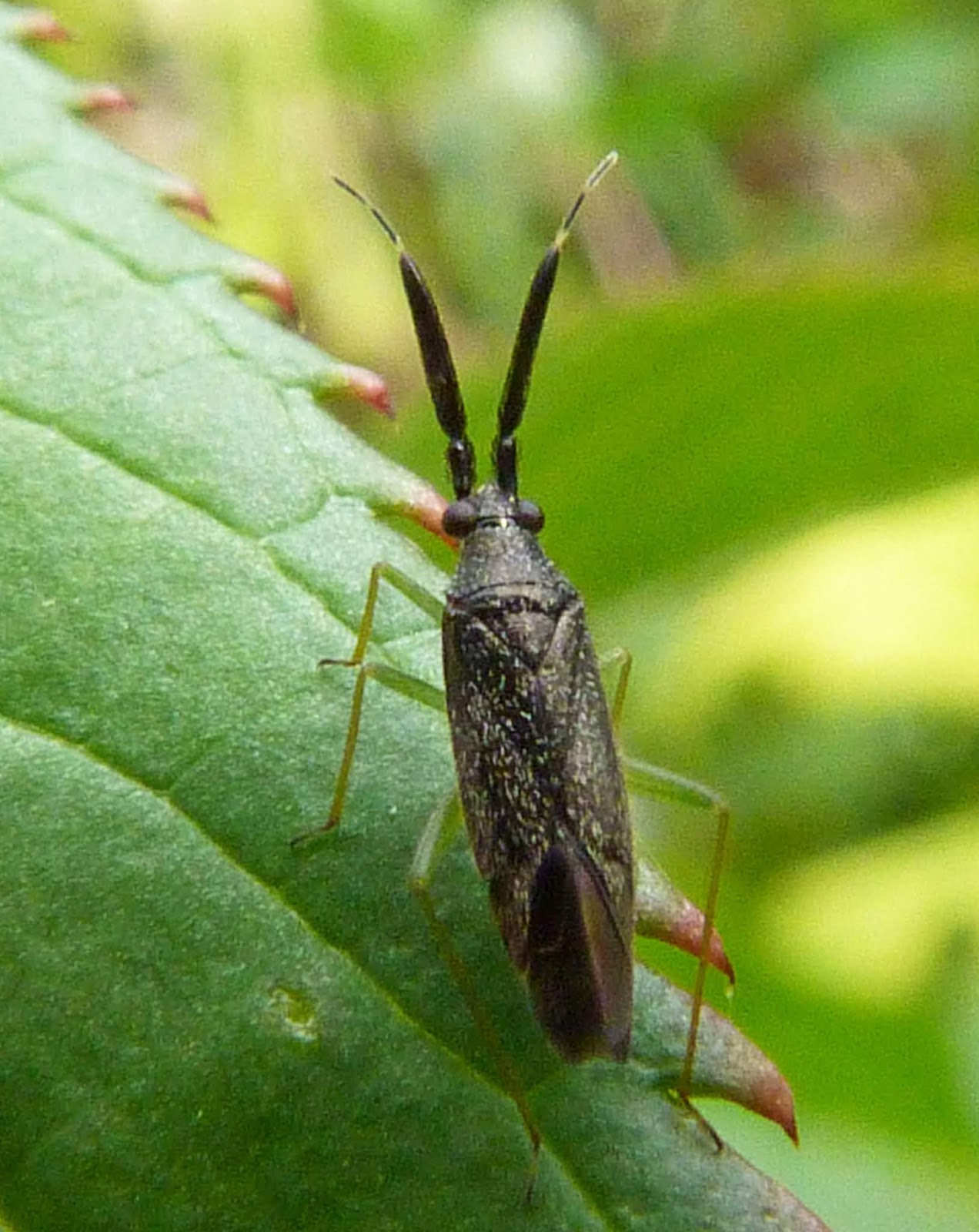 Insects of Scotland: True Bugs