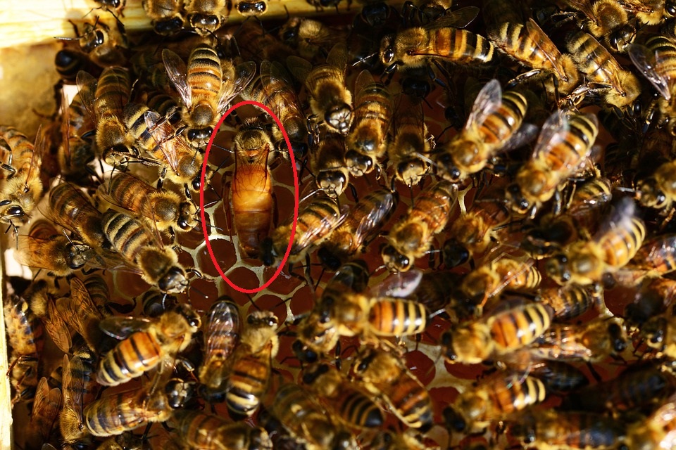 Amazing Facts About HONEY BEES amazing-facts-about-honey-bees