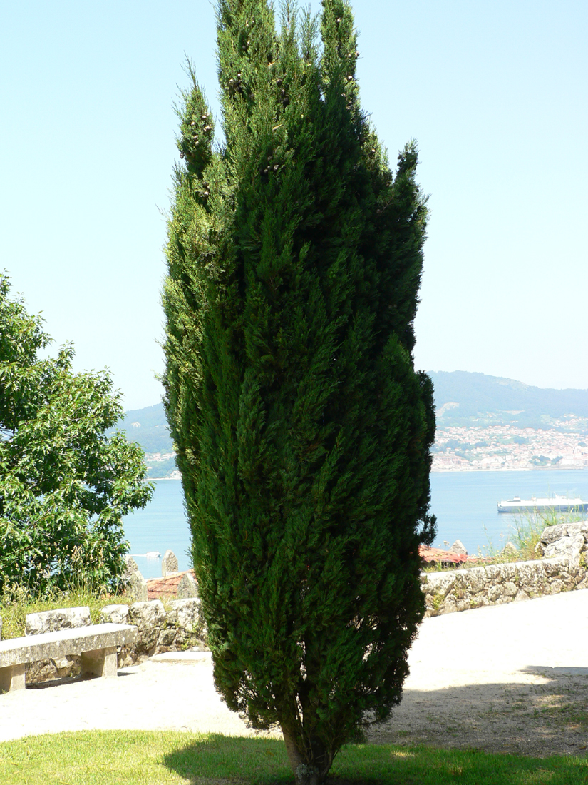 Á R B O L E S (T R E E S) y P A L M E R A S (P A L M S): Cupressus ...