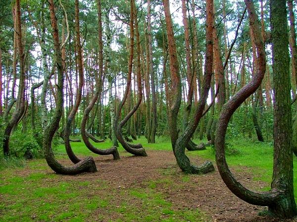 Shaping The Earth: The Crooked Forest Unique Curvy Trees In Gryfino, Poland