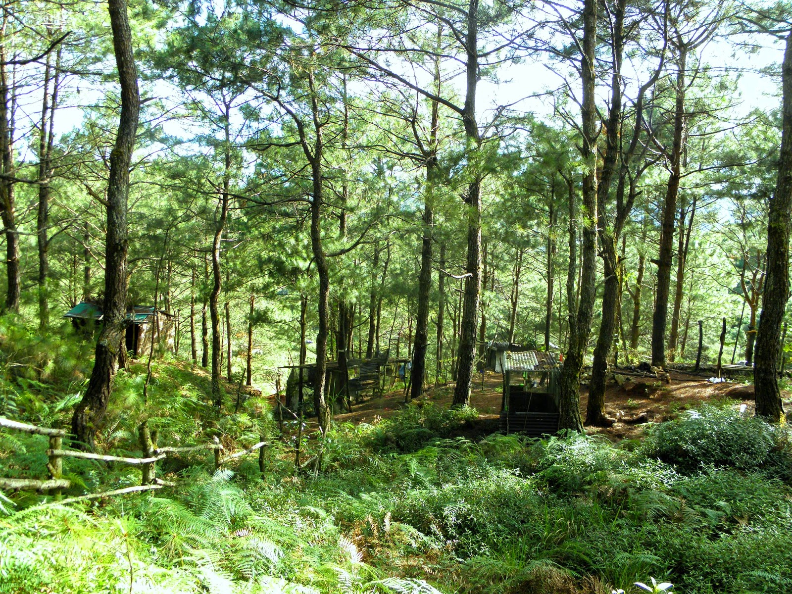 Hiking Through The Longlong Communal Forest In Puguis, La Trinidad, Benguet