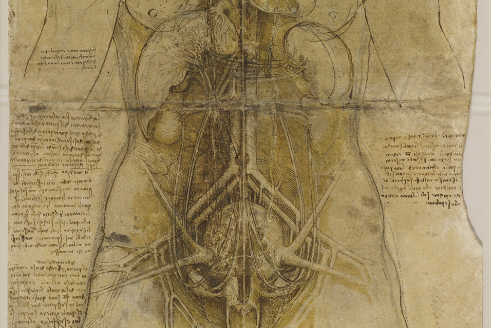 Color in our World: Leonardo's Anatomical Drawings on Display