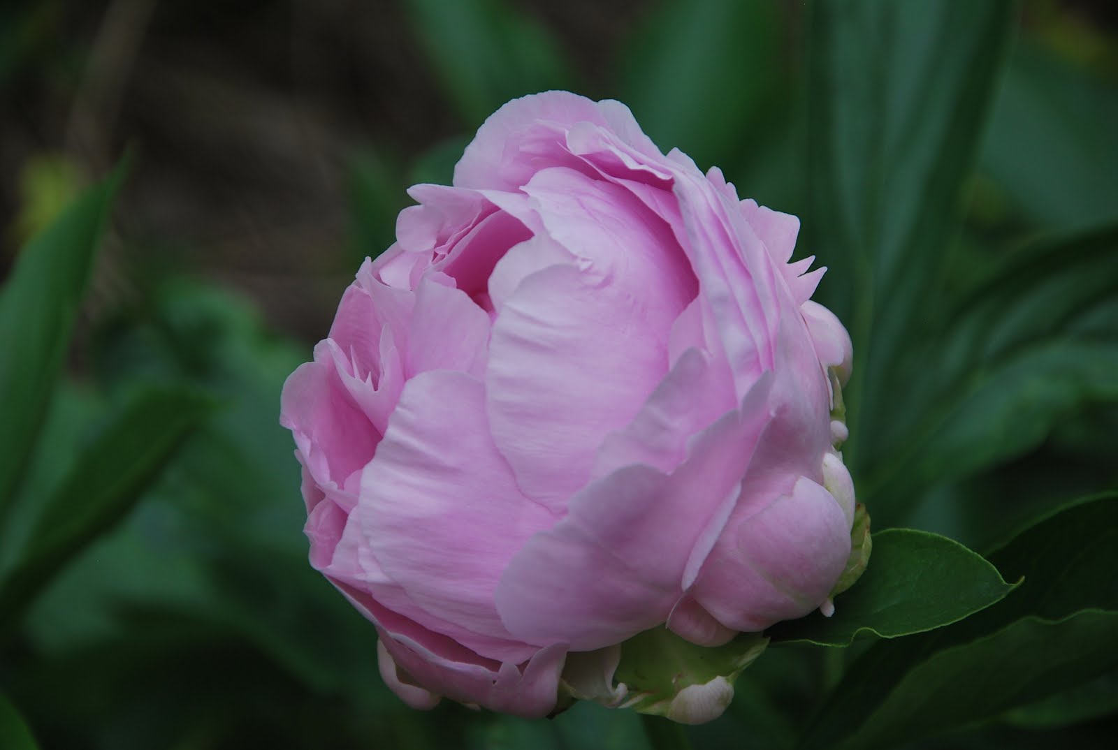 Southern Peony: 2012 Peony Blooms Very Late - Week 7