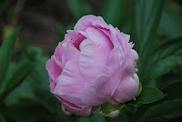 Southern Peony: 2012 Peony Blooms Very Late - Week 7