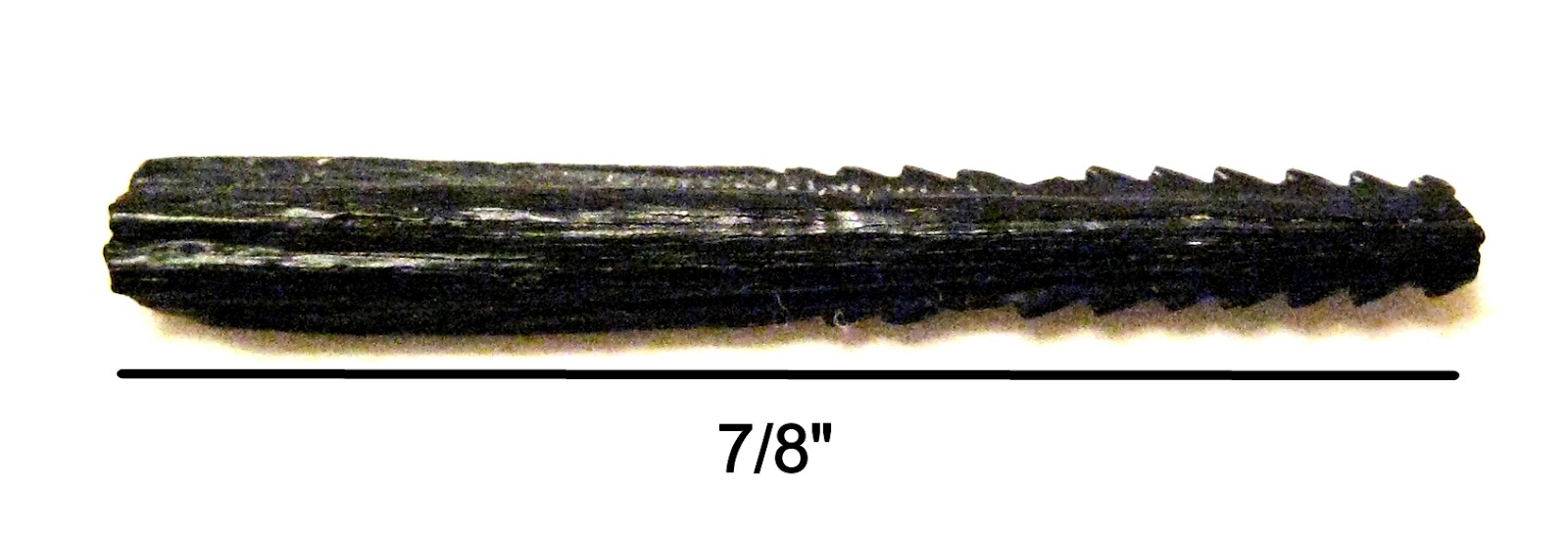 Fossils and Other Living Things: In Search of John Smith and the ...