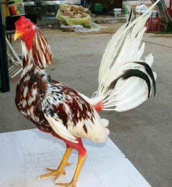 Los gallo de juego sumatra gallos con un bello estándar y son muy boladores