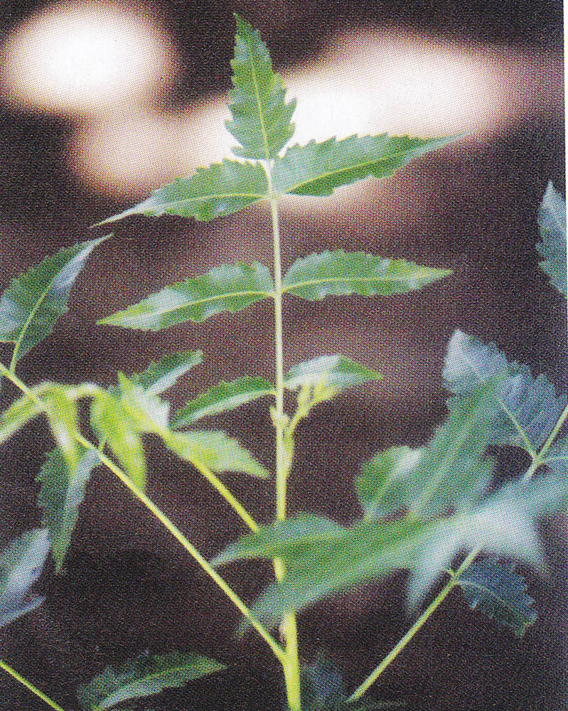 TANAMAN HERBAL: Daun Mimba