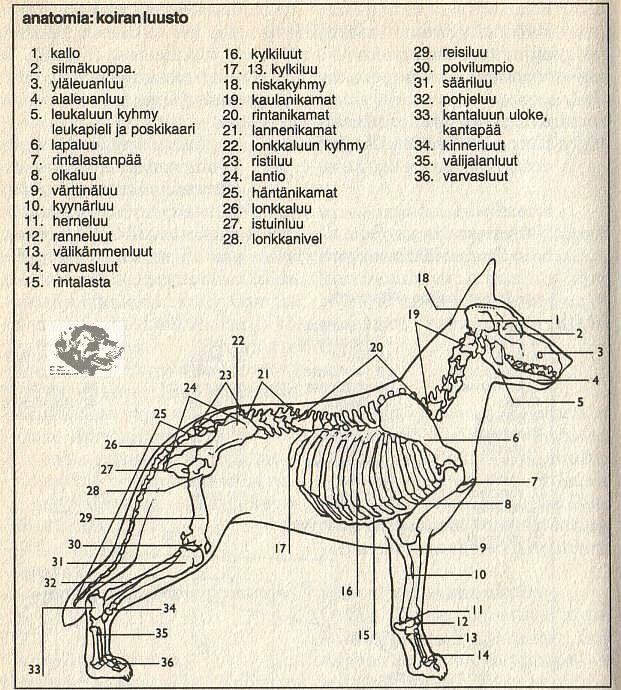 Wuppeilua: lokakuuta 2013