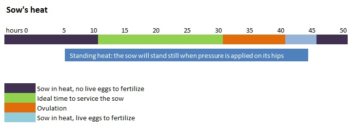 Animal science: Piglet production