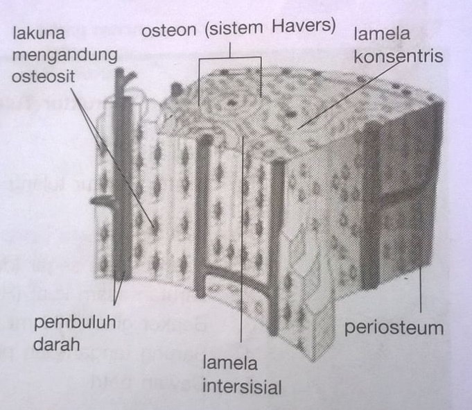 Pengertian Sistem Havers - Materi Soal